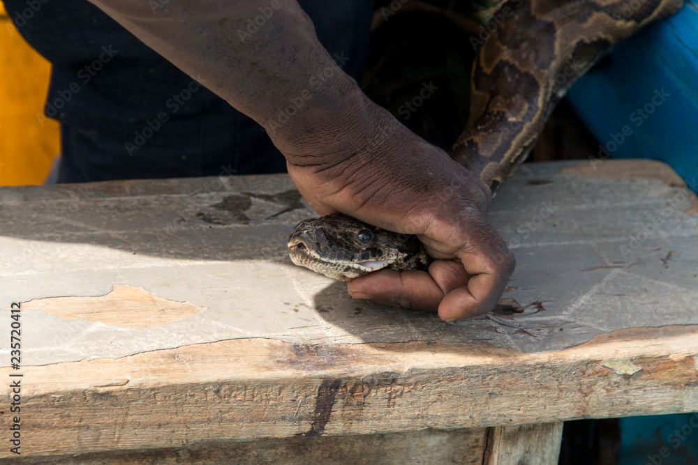 Python de Seba, Python sebae, baguage, Parc national des oiseaux du ...
