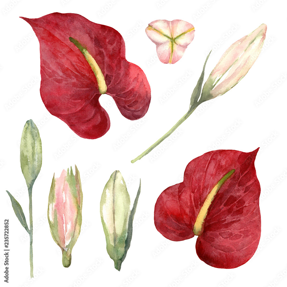 Watercolor set of red anthurium and pink lily buds on a white ...