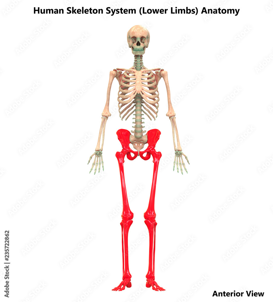Human Skeleton System Lower Limbs Anterior View Anatomy Stock ...
