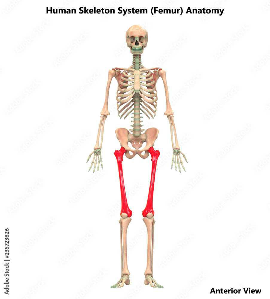 Human Skeleton System Femur Bone Joints Anterior View Anatomy Stock ...