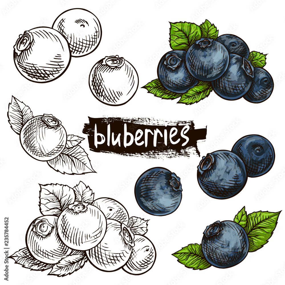 blueberry hand drawn set Stock Vector | Adobe Stock