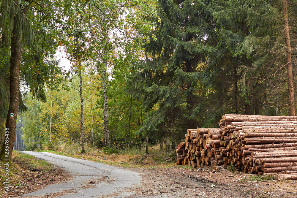 Sawn trees. Wooden logs stacked. Timber stacked in the forest. The ...