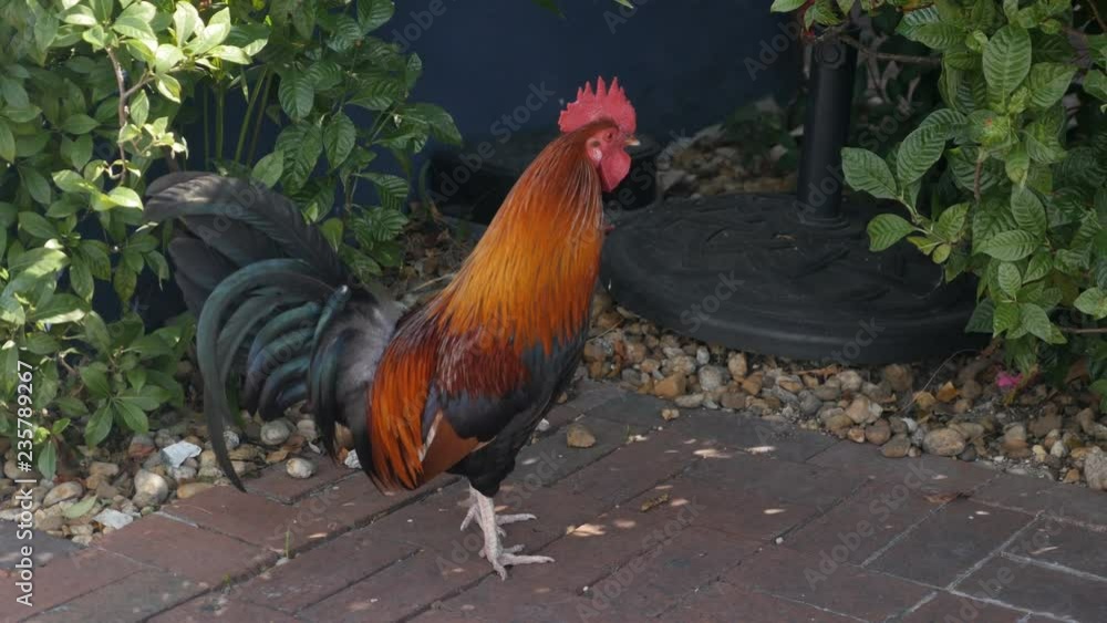 Key West rooster. Key West, Florida, USA. Wild chickens roaming the ...