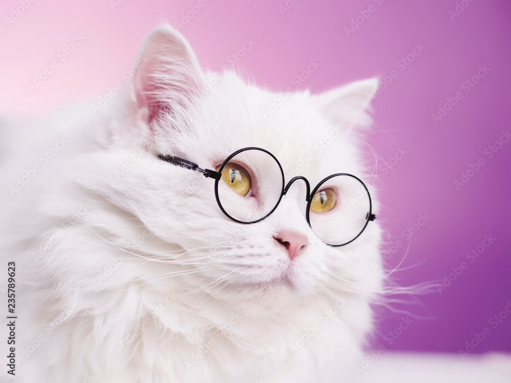 Domestic soigne scientist cat poses on pink background wall. Close ...