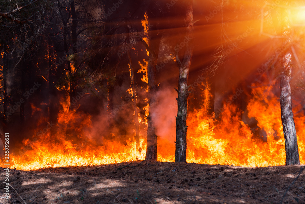 Forest fire. Burned trees after forest fires and lots of smoke. Stock ...