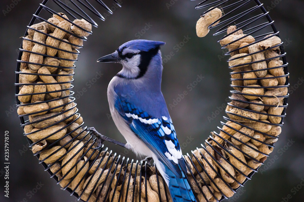 Blue Jay Stock Photo | Adobe Stock
