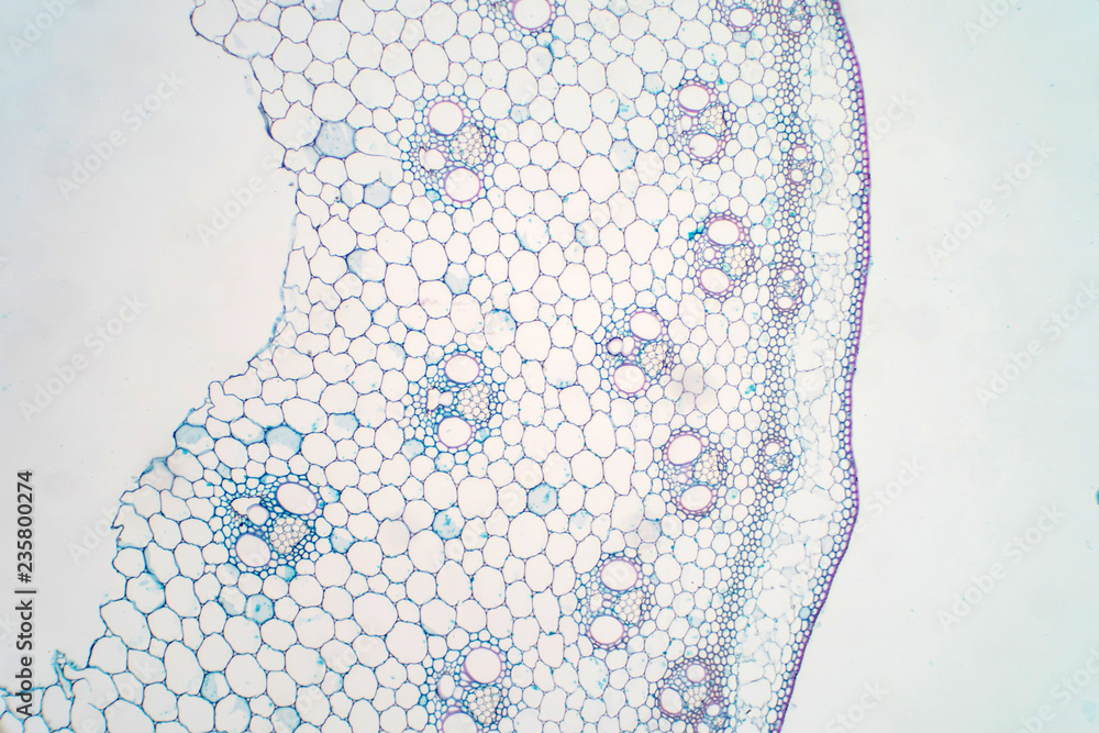 Photo & Art Print Cross sections of plant stem under microscope view ...