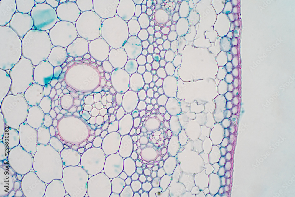 Poster Cross sections of plant stem under microscope view. – Zidna ...