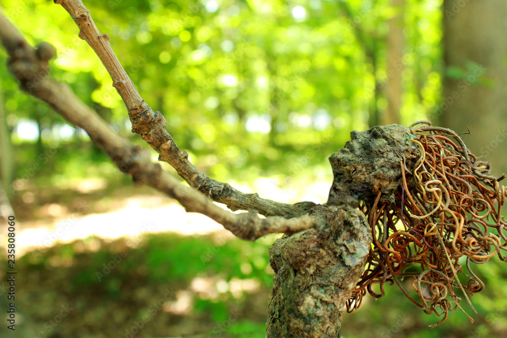 Fantasy tree woman, hamadryad, with raised arms and spring forest ...