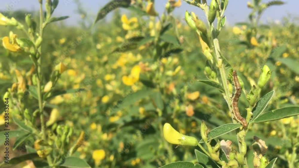 burying beetle larvae pest eating Toor Dal or Pigeon Pea trees in the ...