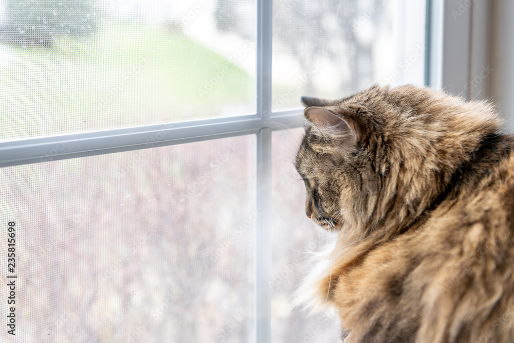 Cat Looking Down Profile