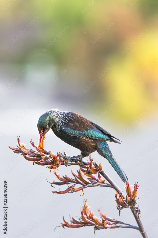 Tui, the endemic bird of New Zealand - Prosthemadera novaeseelandiae ...
