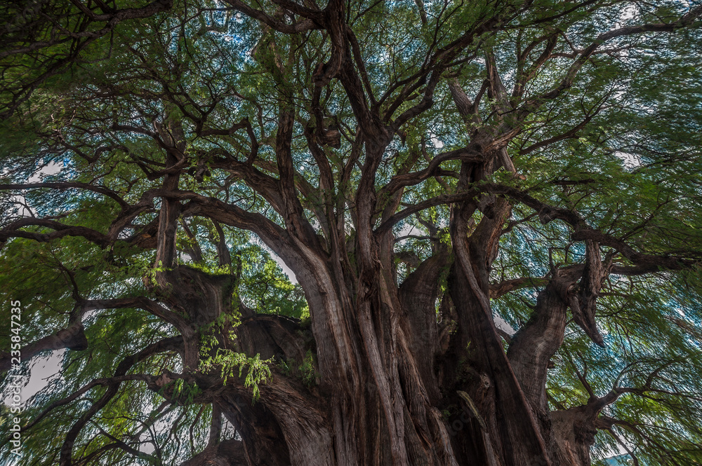Arbol del Tule, a giant sacred tree in Tule, Oaxaca, Mexico Stock Photo ...