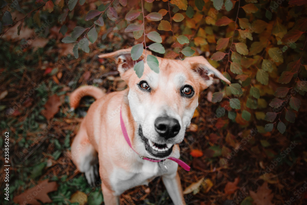 Crazy Dog Breed Mixes