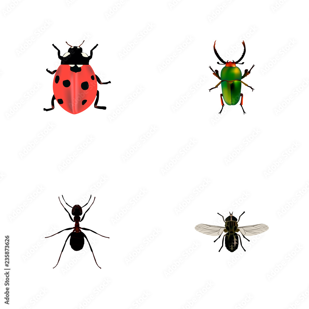 Set of insect realistic symbols with fly, pismire, beetle and other ...