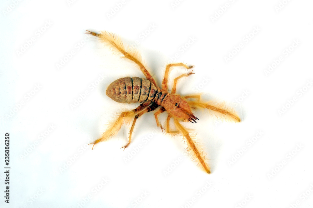 Gelbe haarige Walzenspinne (Galeodes deserti) - Camel Spider Stock ...