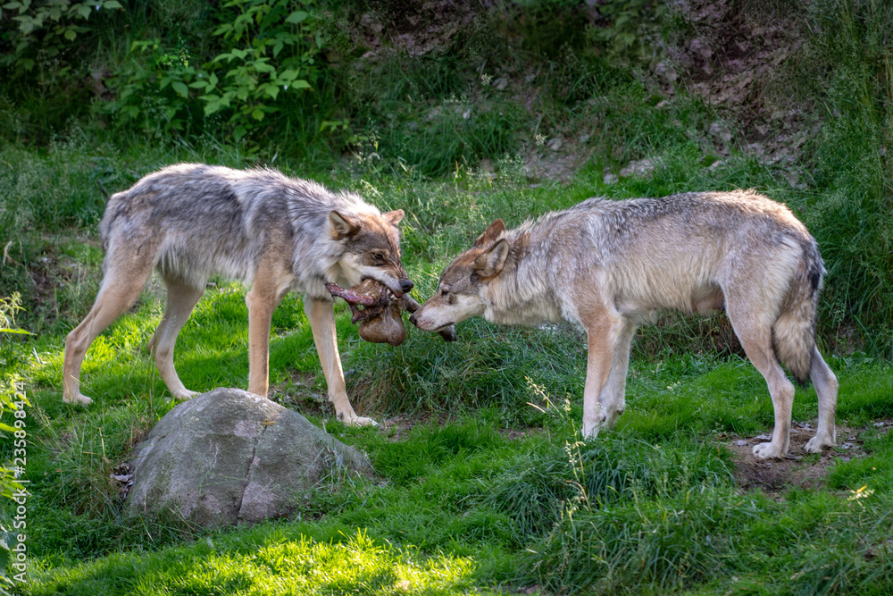 Animals Fighting Over Food