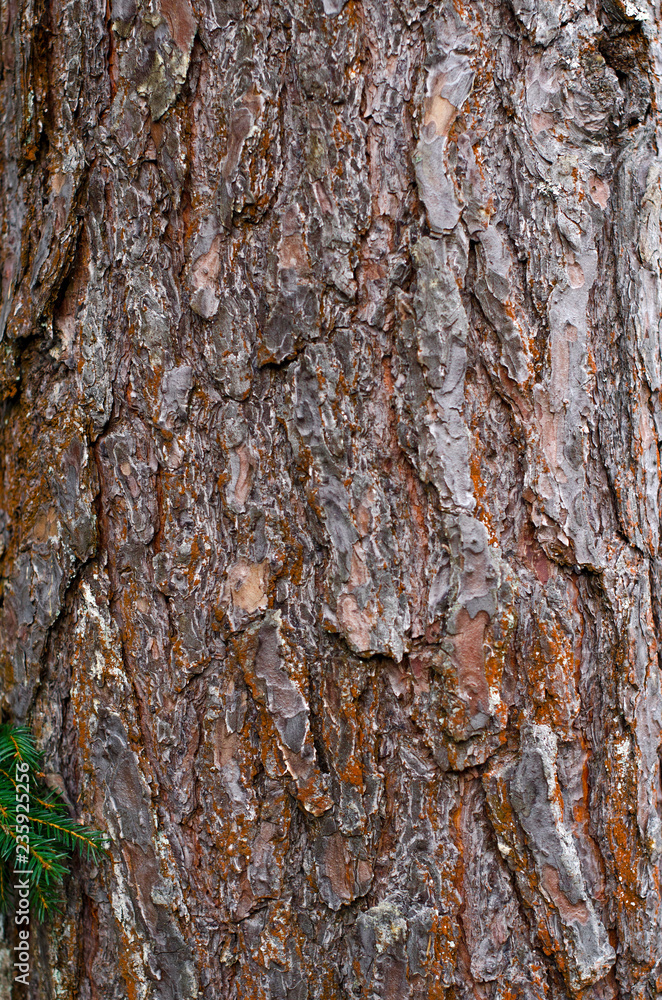 Spruce Tree Bark