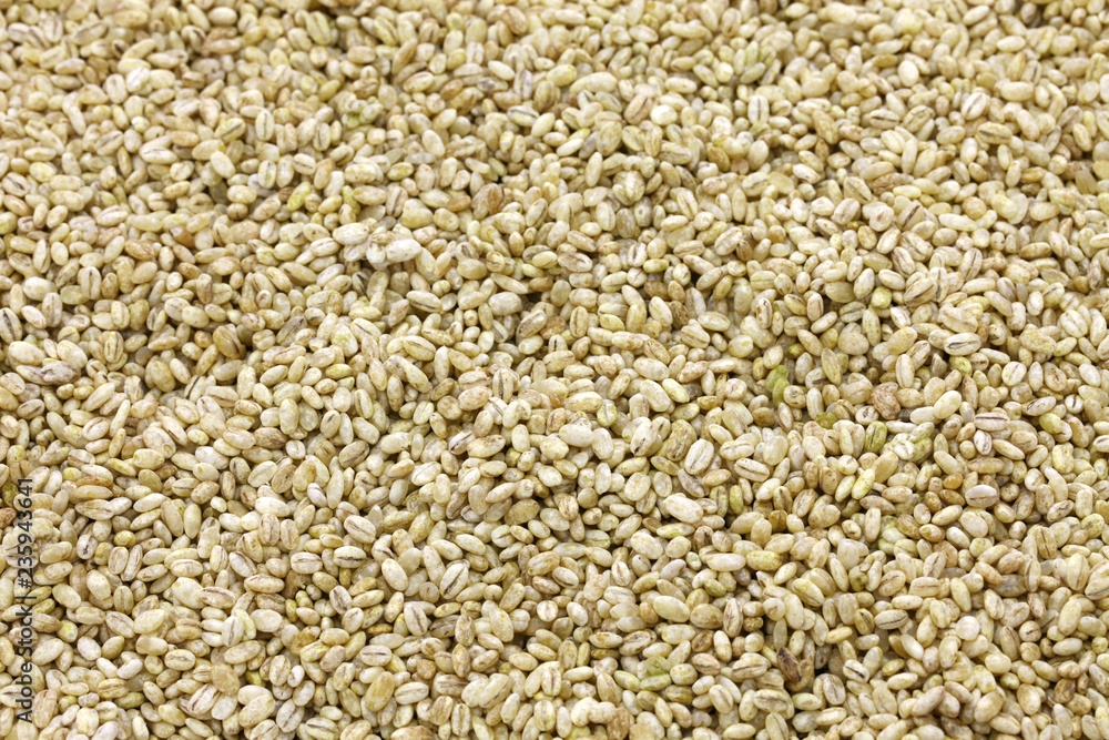 barley Koji, whole grain barley inoculated with spores of Aspergillus ...