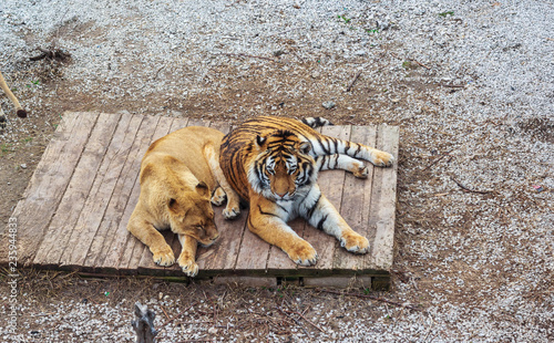 Tiger Lioness