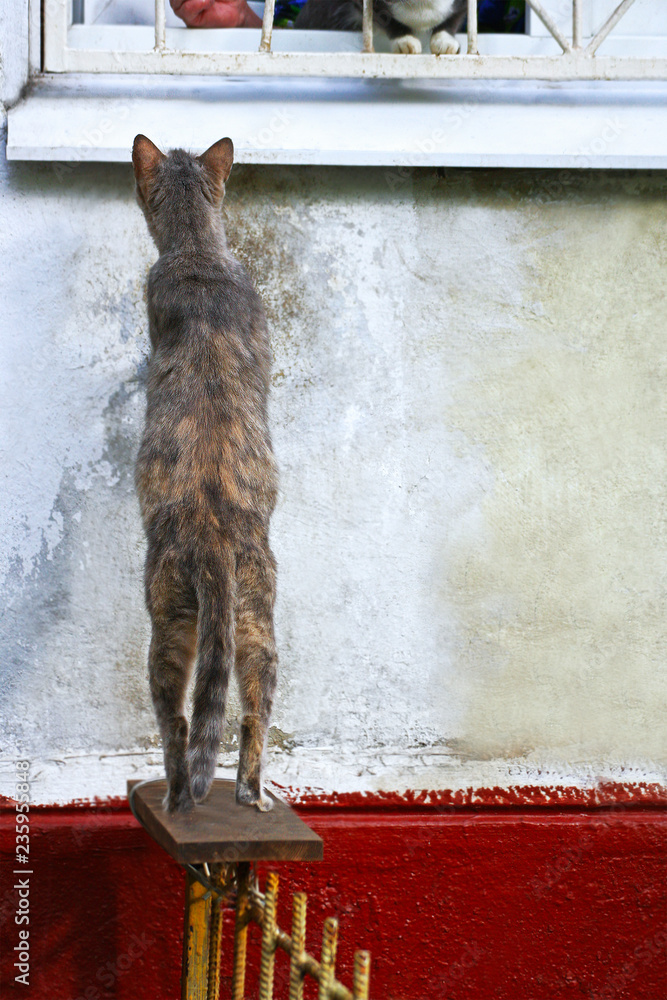 Cat Standing Looking Out Window