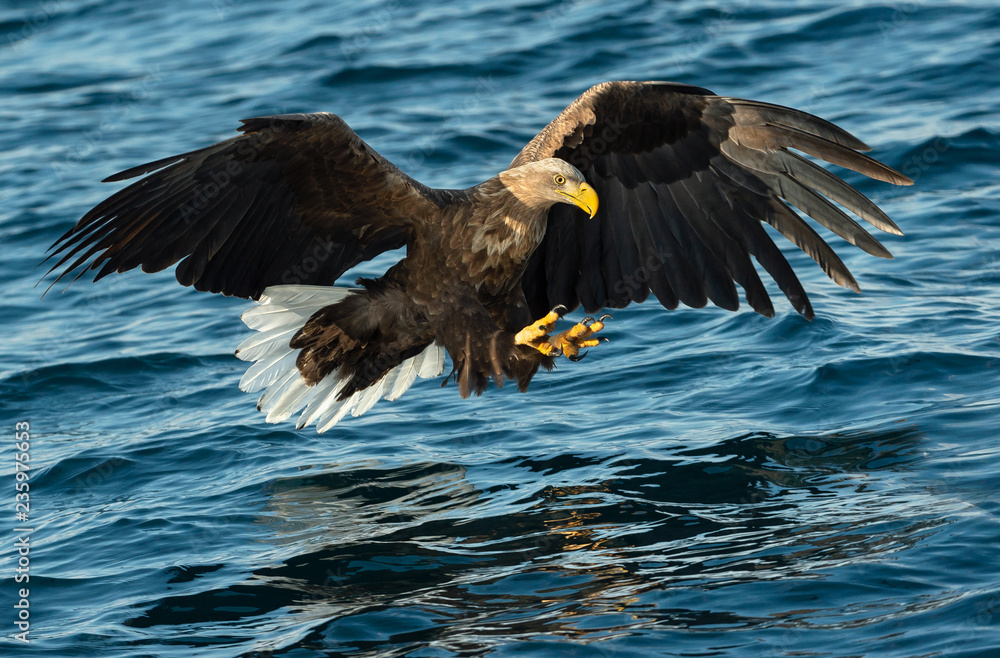 Adult White-tailed eagles fishing. Blue Ocean Background. Scientific ...