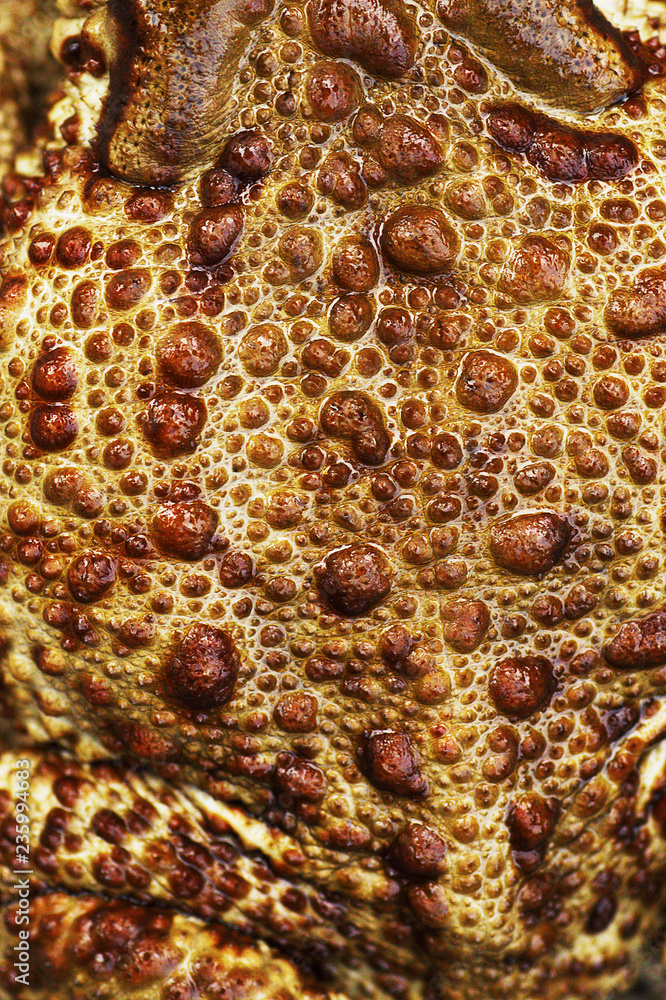 texture of common brown toad skin Stock Photo | Adobe Stock