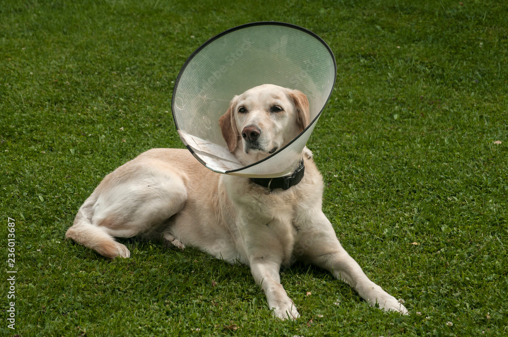 Are Labrador Dogs Protective