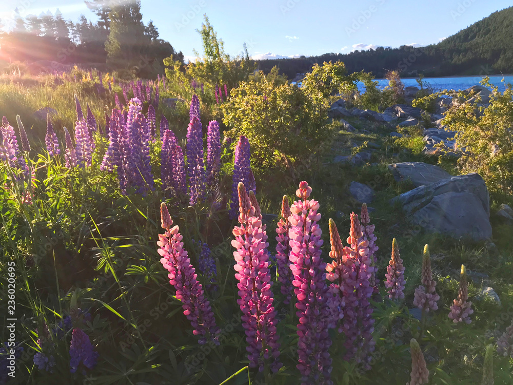 Beautiful lupin flowers in lake Tekapo pink purple white yellow blue ...