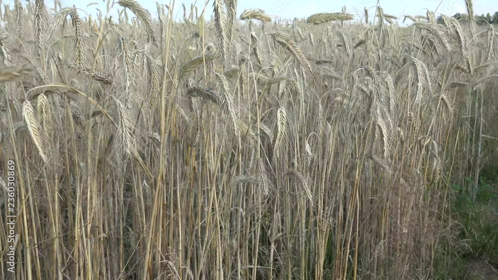 Rye grain is used for flour, bread, beer, crisp bread, some whiskeys ...