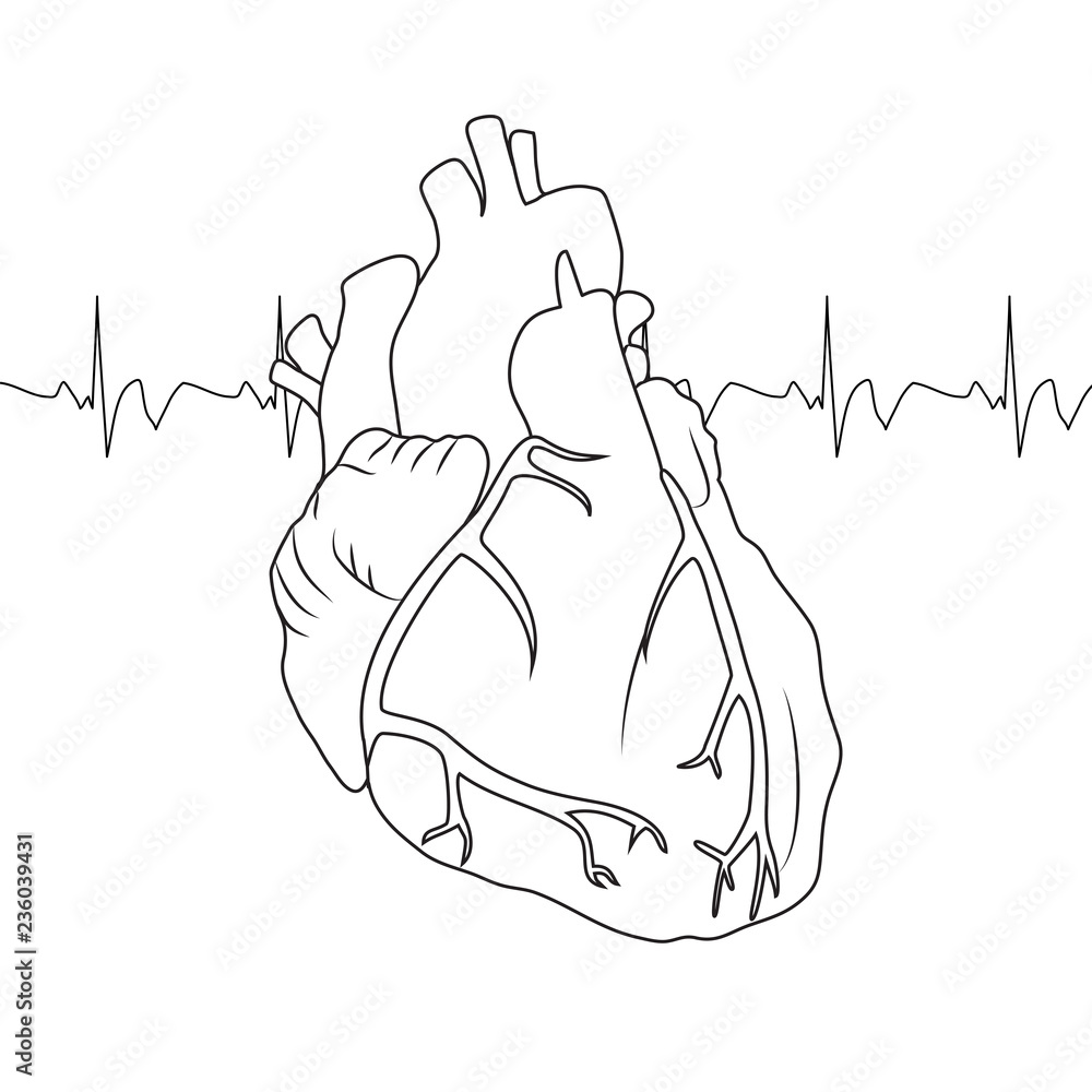 Human heart. Anatomy flat illustration. Outline image, white background ...