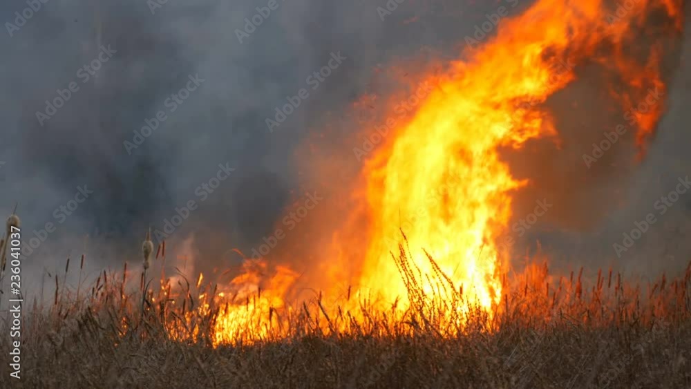 Huge high flame of a storm fire that burns dry grass and bushes in the ...