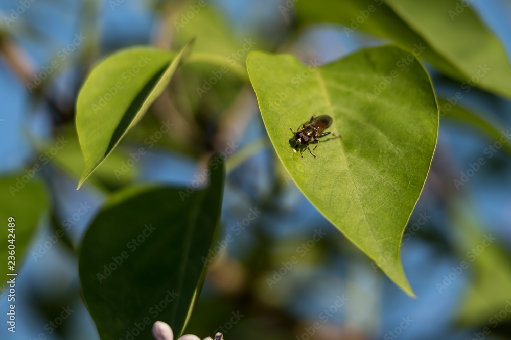 Insect on green leaf close up. Russia Stock Photo | Adobe Stock