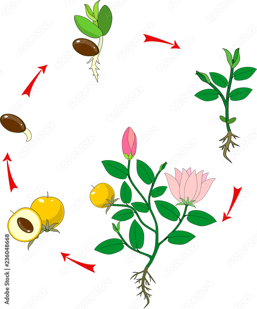 Stages of growth of flowering plant from seed Stock Vector | Adobe Stock