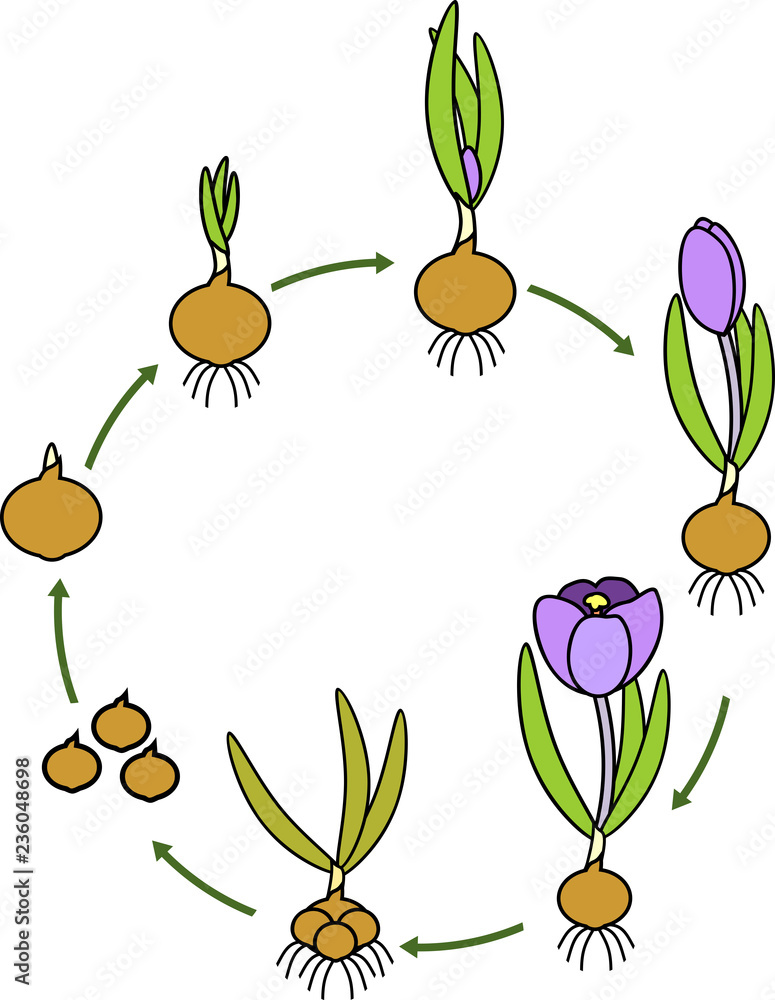 Bulbs Life Cycle at Katrina Bates blog