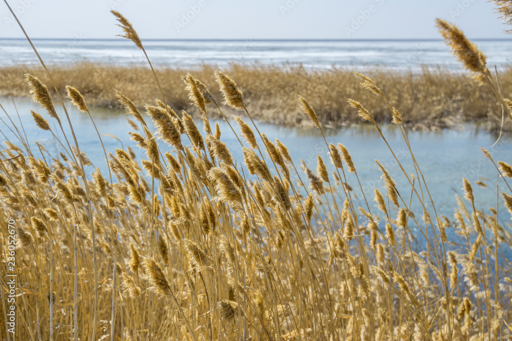 The Korgalzhyn State Nature Reserve, Lake Tengiz, Kazakhstan Stock ...