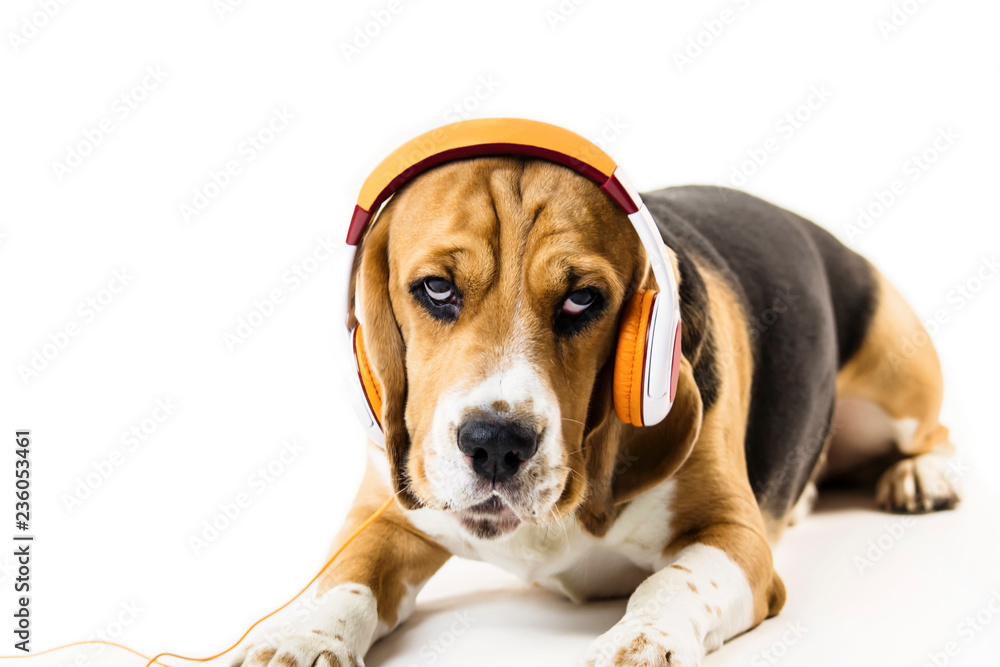 funny beagle dog with headphones listening to music on white background ...