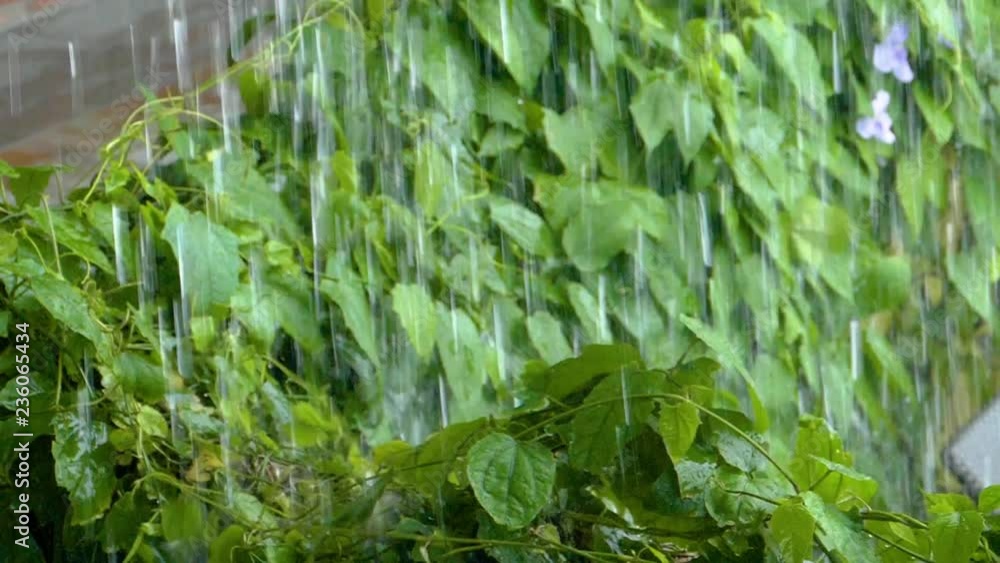 SLOW MOTION: close up of intense torrential rainfall on forest ...