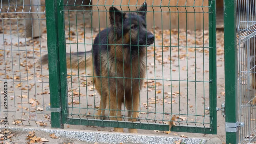 A barking, angry, big, brown and dangerous dog walks behind a fence ...