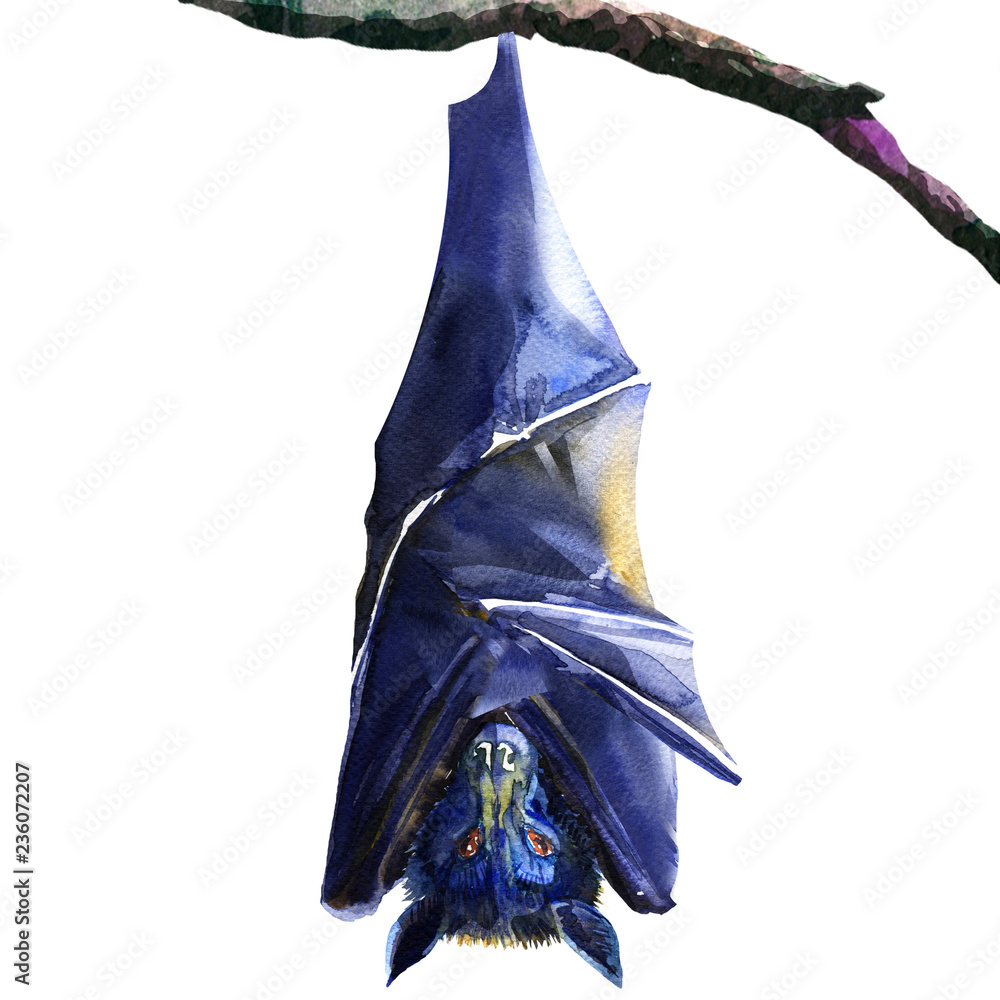 Fruit bat, flying fox, Pteropus vampyrus, Yinpterochiroptera, Acerodon ...