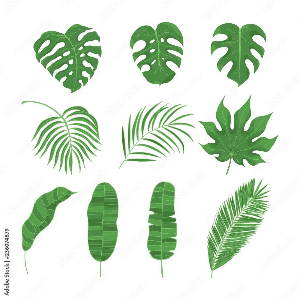 Hand drawn green tropical rainforest leaves. Aralia, monstera, banana ...