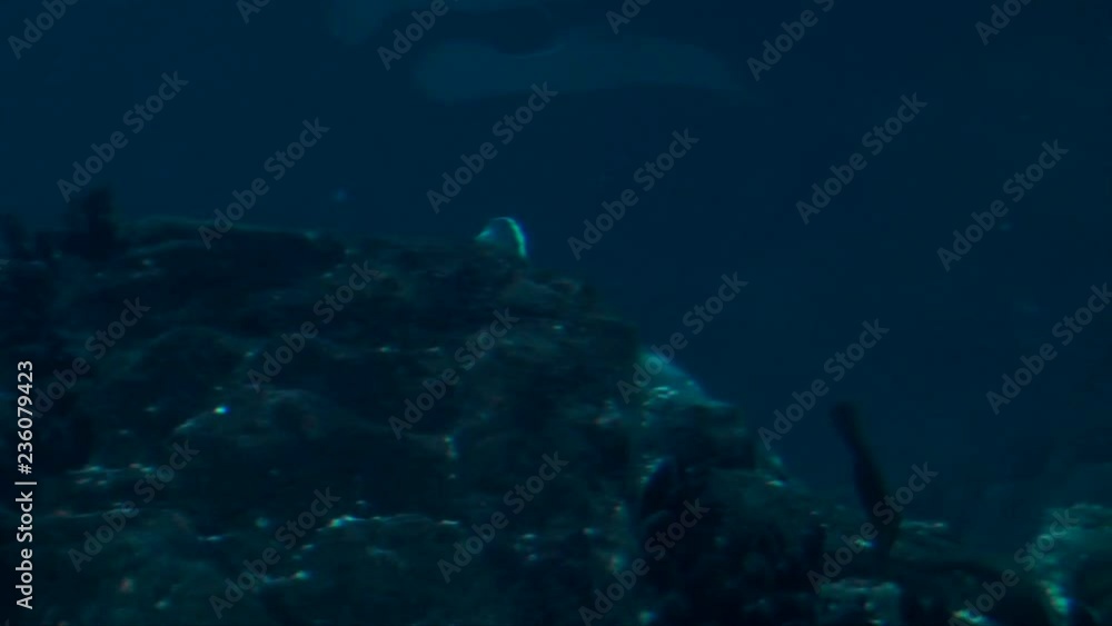 Extreme closeup of a sandbar shark swimming past an underwater camera ...