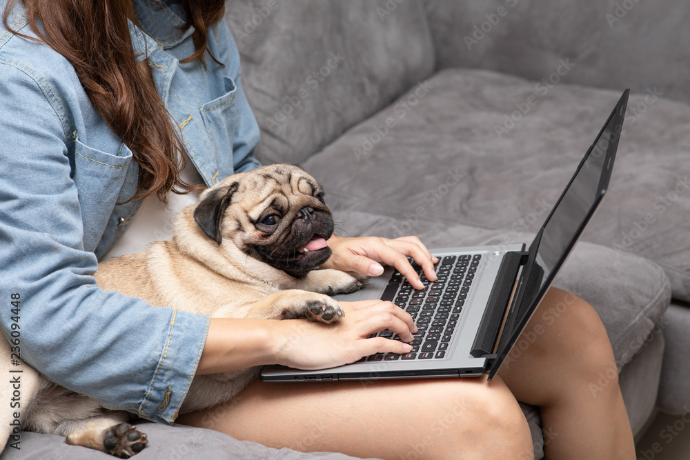 Woman typing and working on laptop with dog Pug breed lying on her knee ...