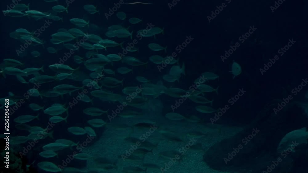 Aquarium tank with colorful marine fish happily swimming around a black ...