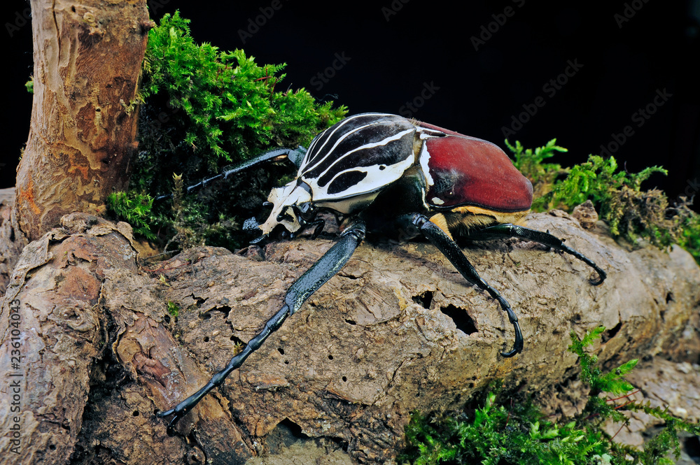 Goliathkäfer (Goliathus goliatus) - Goliath beetle Stock Photo | Adobe ...