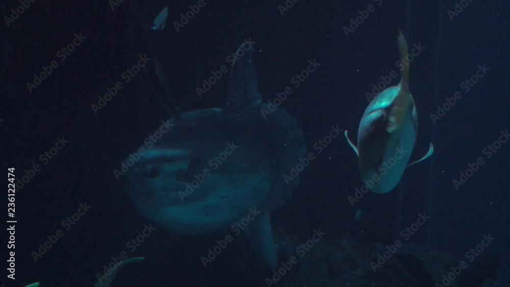 Ocean sunfish in a large aquarium tank with colored marine fish ...