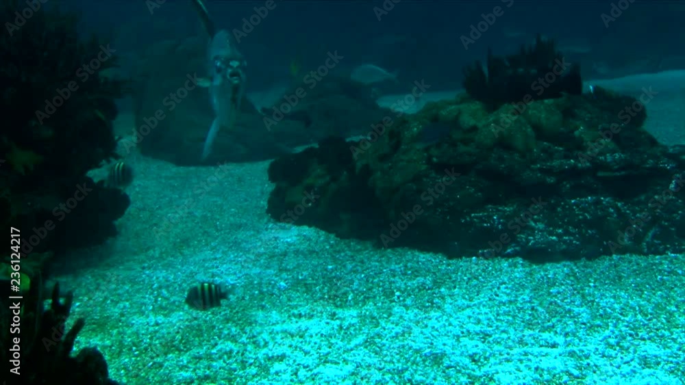 Aquarium sea life tank view of a sandbar shark swimming past an ...