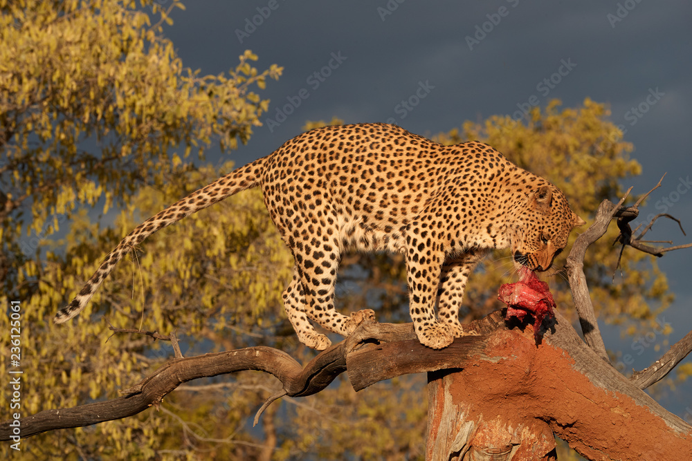 Wild African Leopard, Panthera pardus in beautiful light, female ...