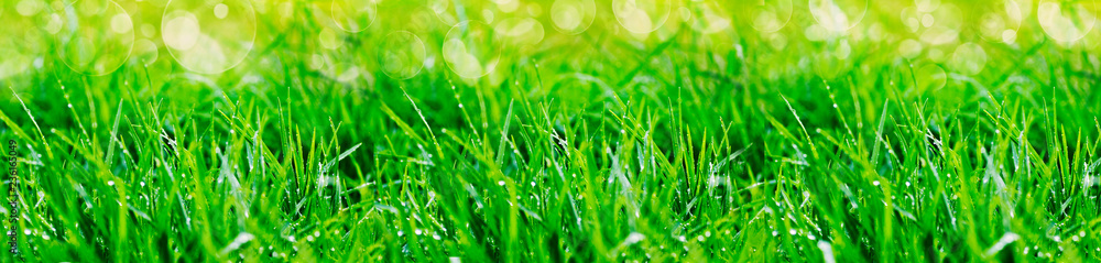 fondo y textura de cesped verde Stock Photo | Adobe Stock