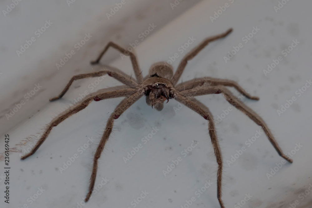 Huntsman Spider (Holconia montana) Stock Photo | Adobe Stock